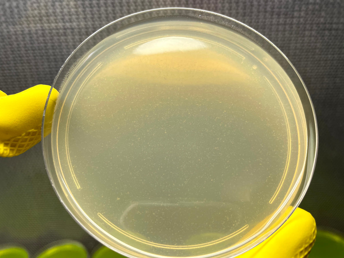 10 Pack Ready-to-Use MEA Agar Plates [Now Individually Sealed ...